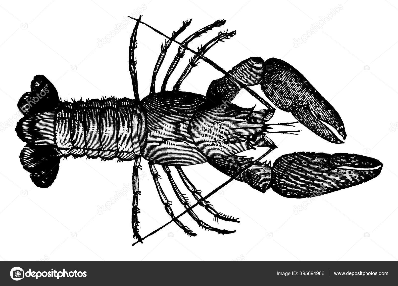 River Crawfish Astacus Fluviatilis Species Freshwater Crustaceans ...