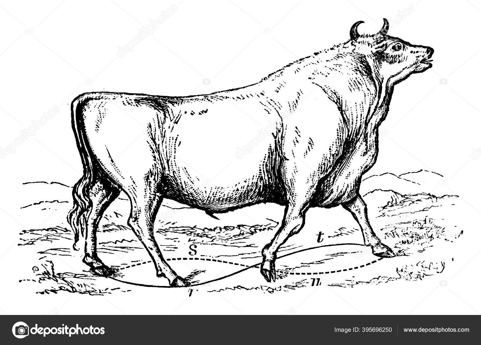 Large Sized Bull Heavy Body Found Chillingham England Vintage Line ...