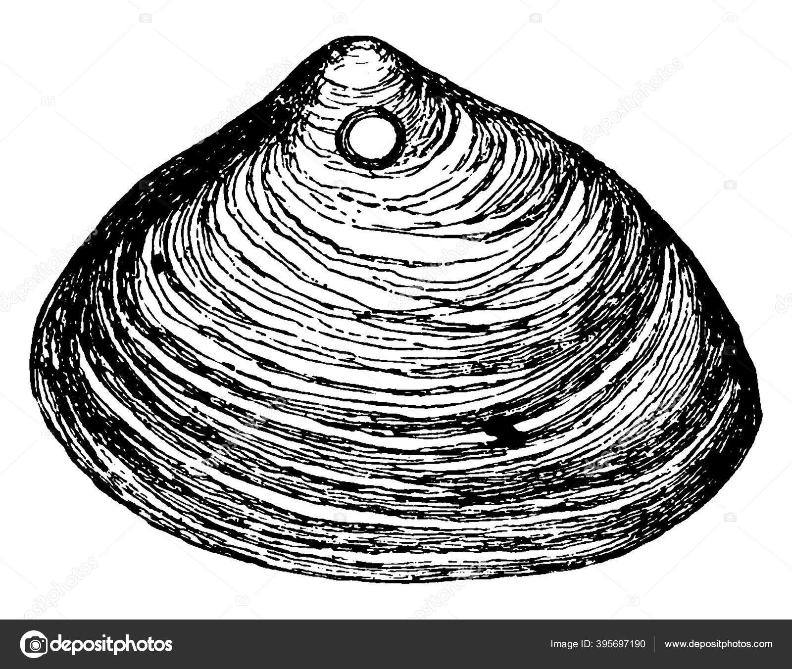 Image Showing Shell Clam Formed Lingual Ribbon Vintage Line Drawing ...