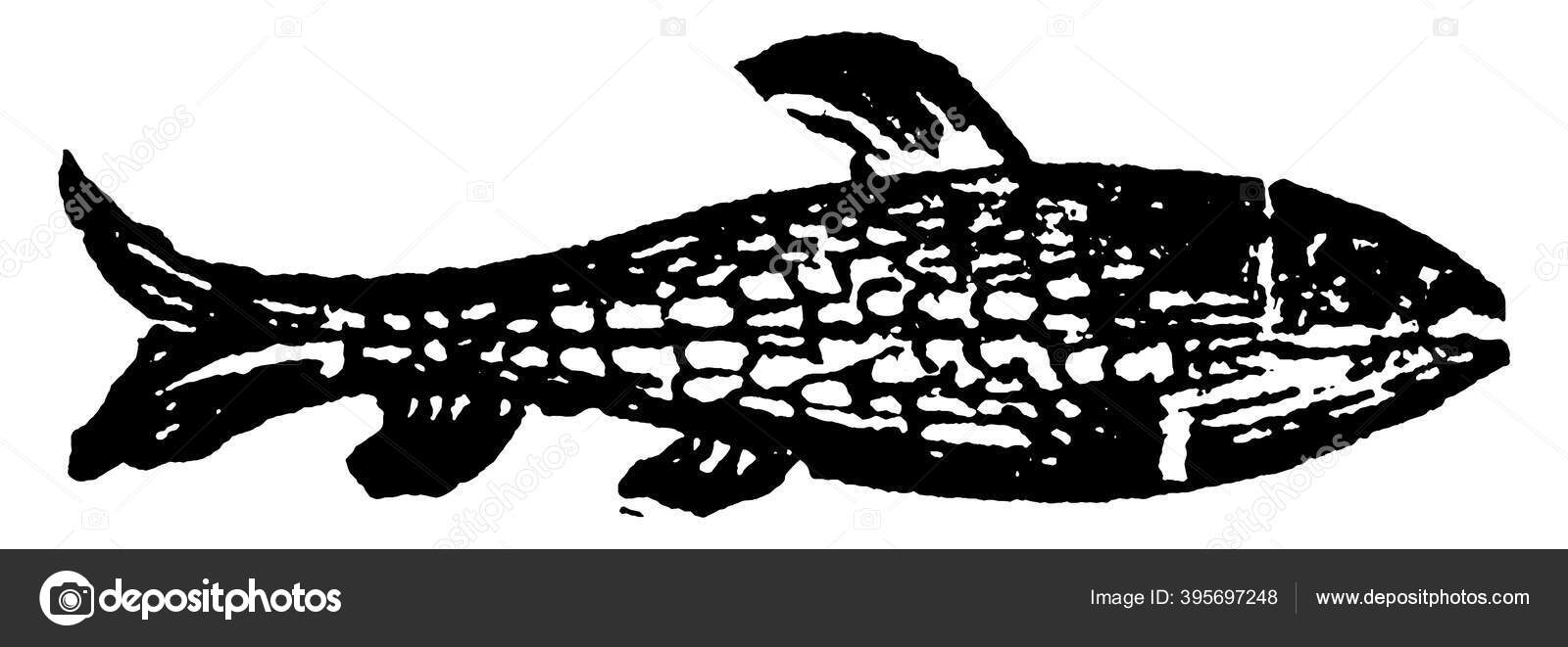 Minnow Common Name Number Species Small Freshwater Fish Belonging ...