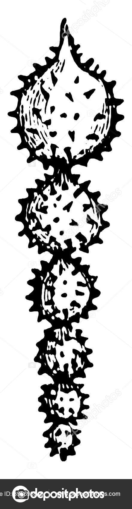 Foraminifera Members Phylum Vintage Line Drawing Engraving Illustration ...