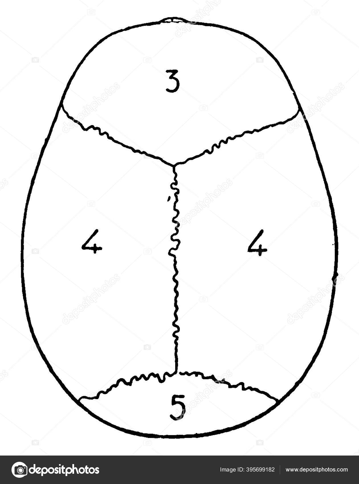 Top View Human Skull Serves Protective Cavity Brain Its Parts Stock ...
