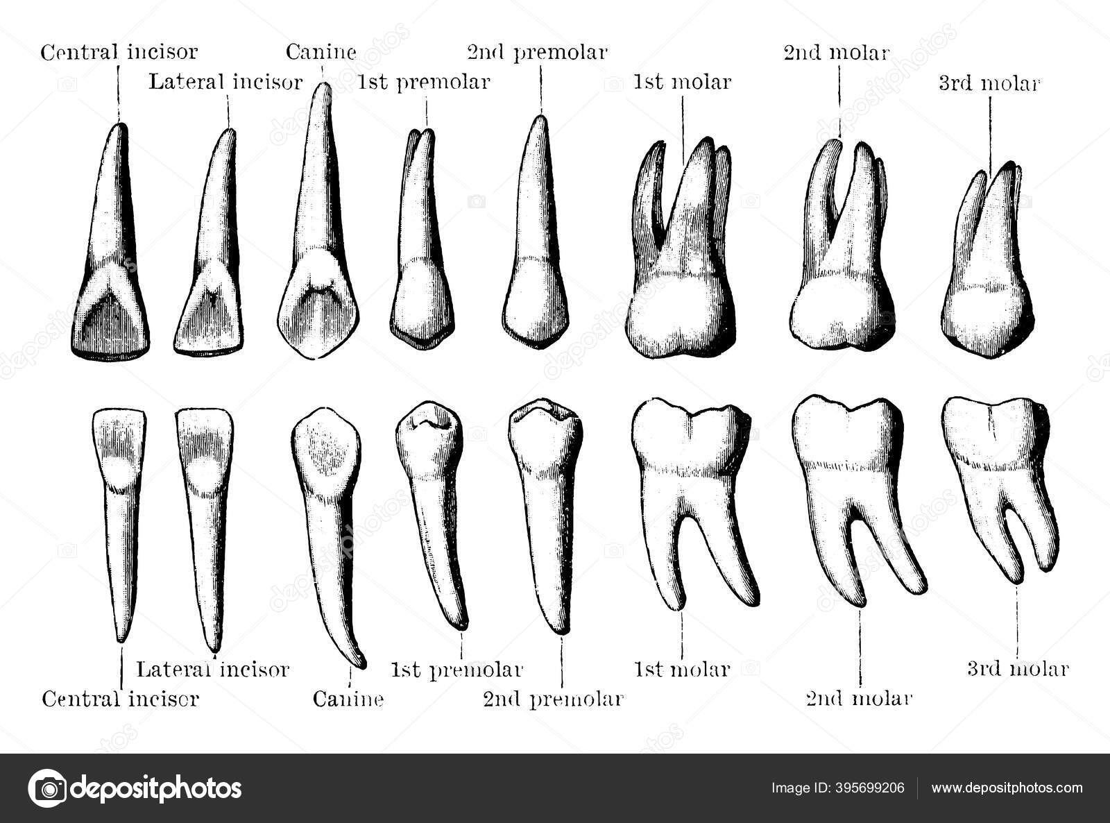 Los Dientes Permanentes Del Lado Derecho Internos Del Aspecto Lingual ...