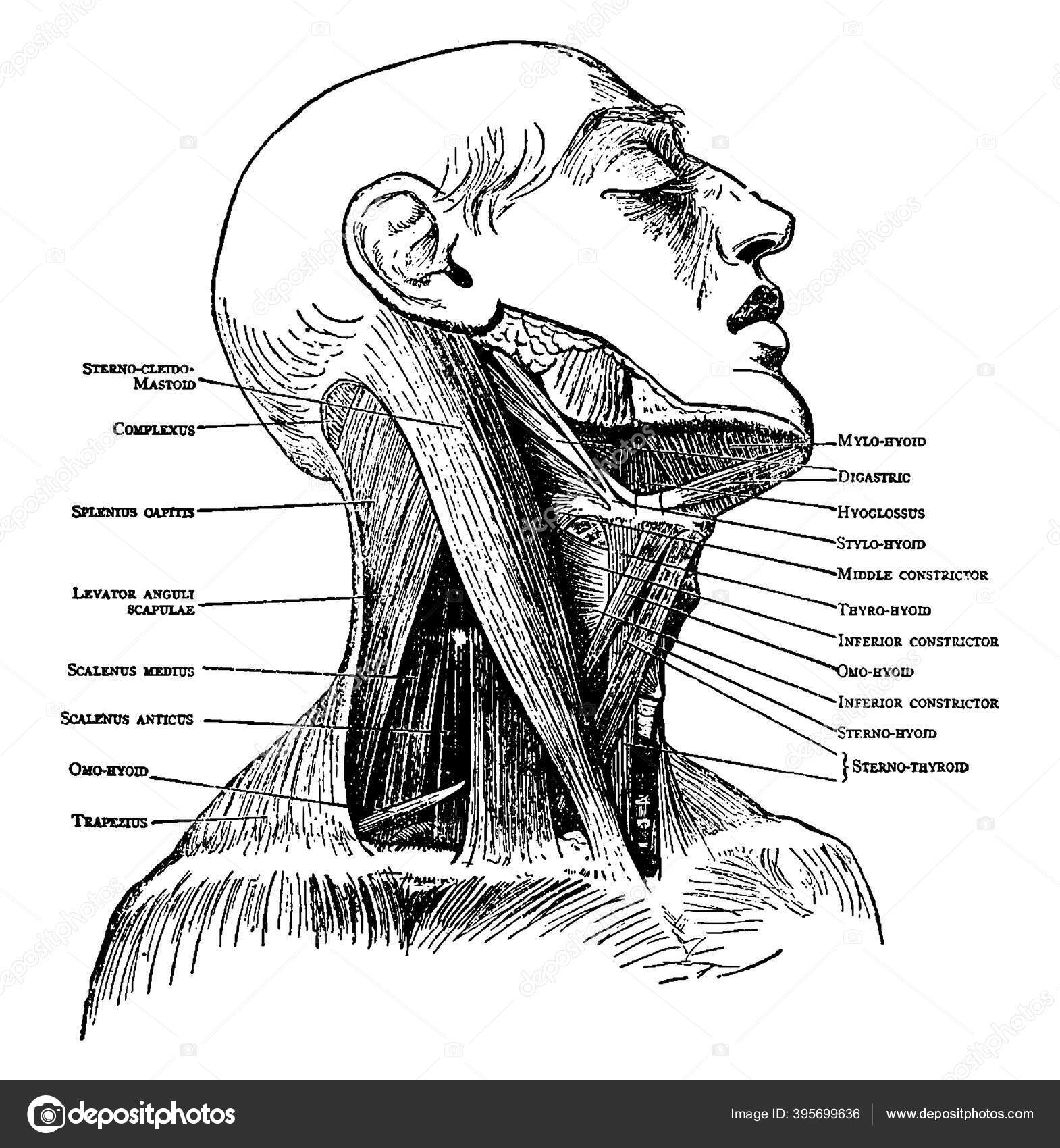 Muscular System Head And Neck
