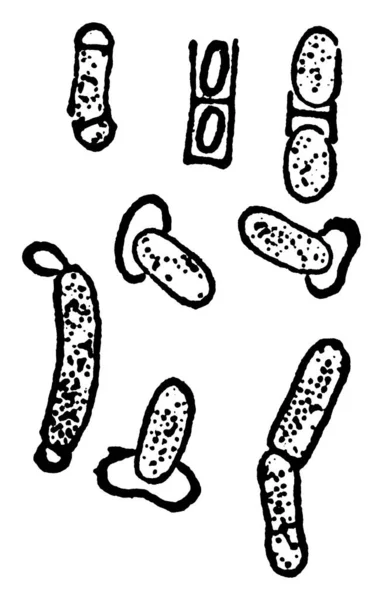 Typical Representation Motile Rod Shaped Bacteria Pseudomonas Pyocyanea ...