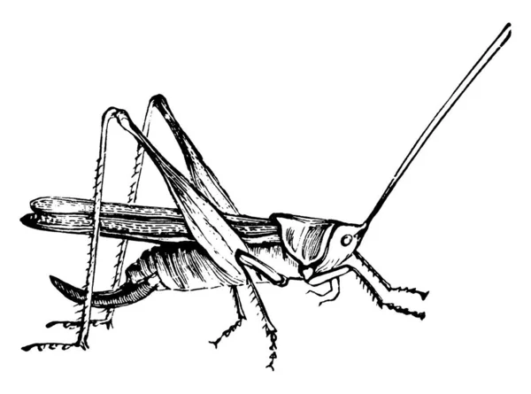 Cricket Insect Drawing