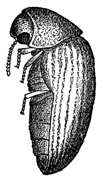 100,000 Varroa mites Vector Images | Depositphotos