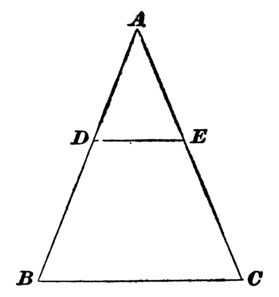 Tinningbenet Vector Art Stock Images | Depositphotos