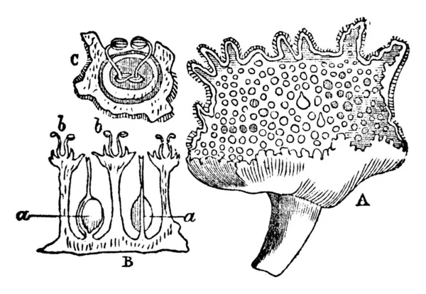82 Rhizomes Vector Images, Rhizomes Illustrations | Depositphotos