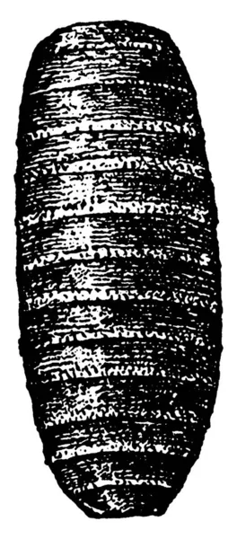 Lucilia Vector Art Stock Images | Depositphotos