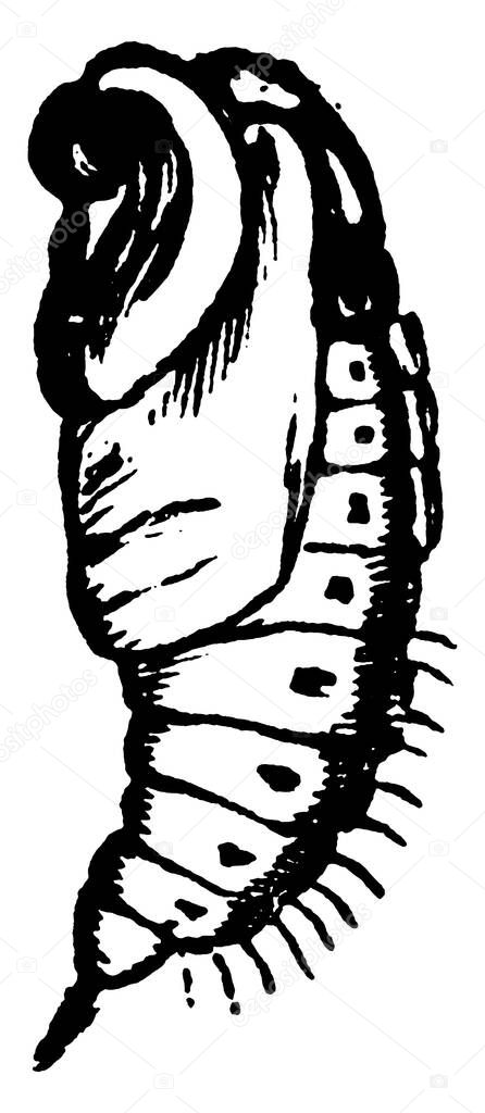 La imagen representa a la pupa macho de la polilla, Notolophus ...