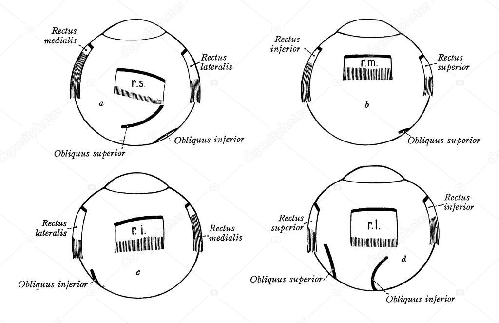 Músculos del ojo humano, que muestren el plano de las inserciones de ...