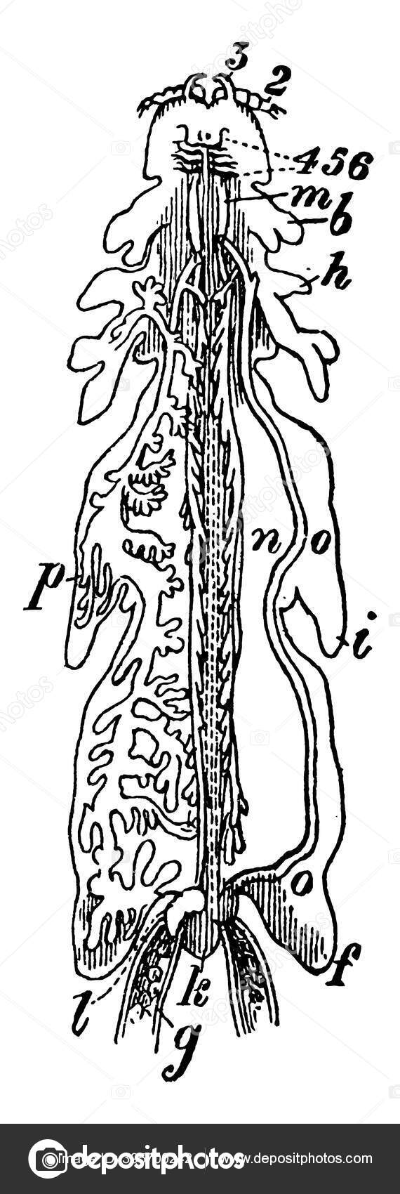 Typical Representation Fish Lice Copepod Parasitic Crustacean Vintage ...