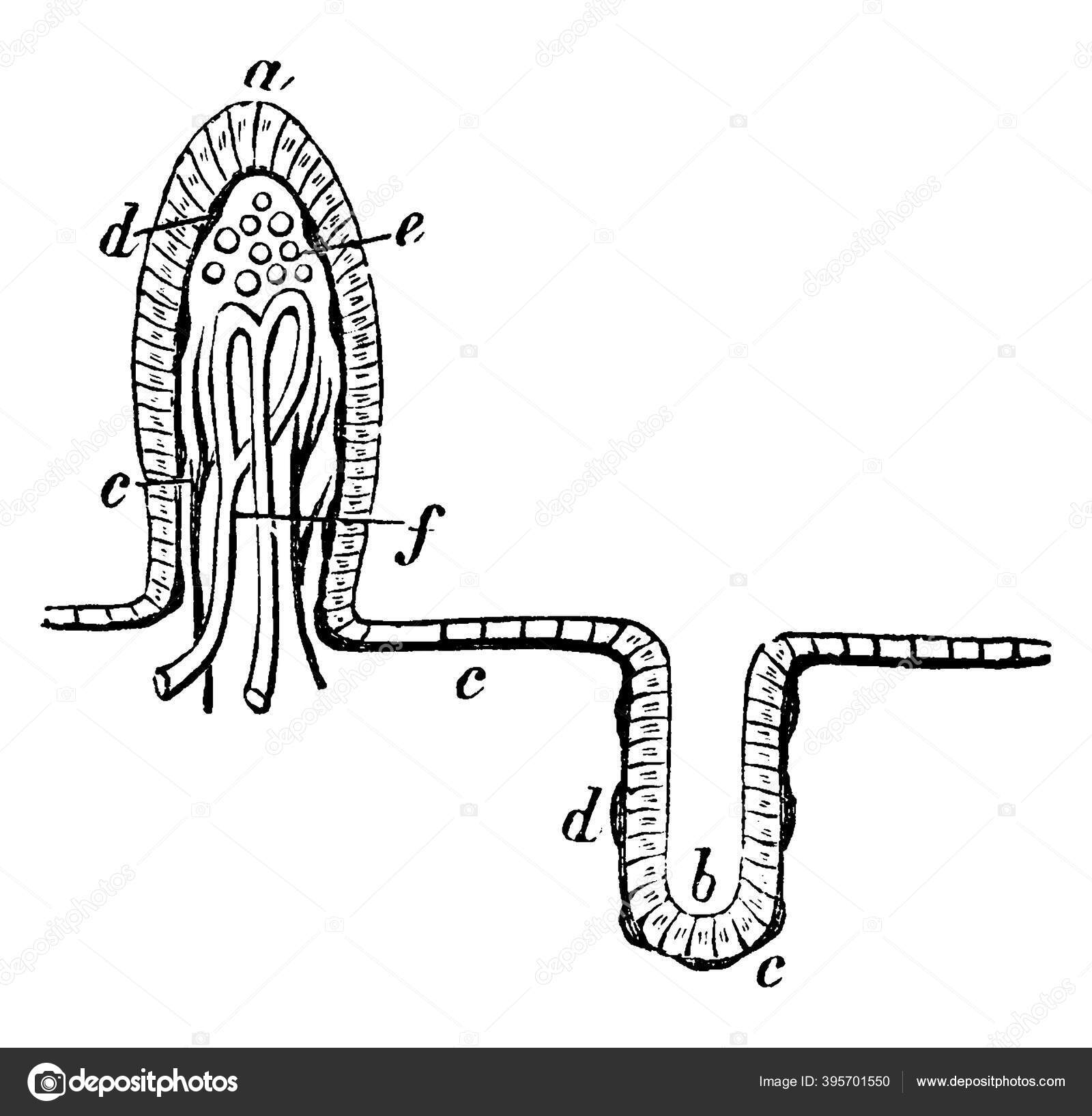 Section Membrane Muqueuse L'intestin Grêle Avec Ses Parties Étiquetées ...