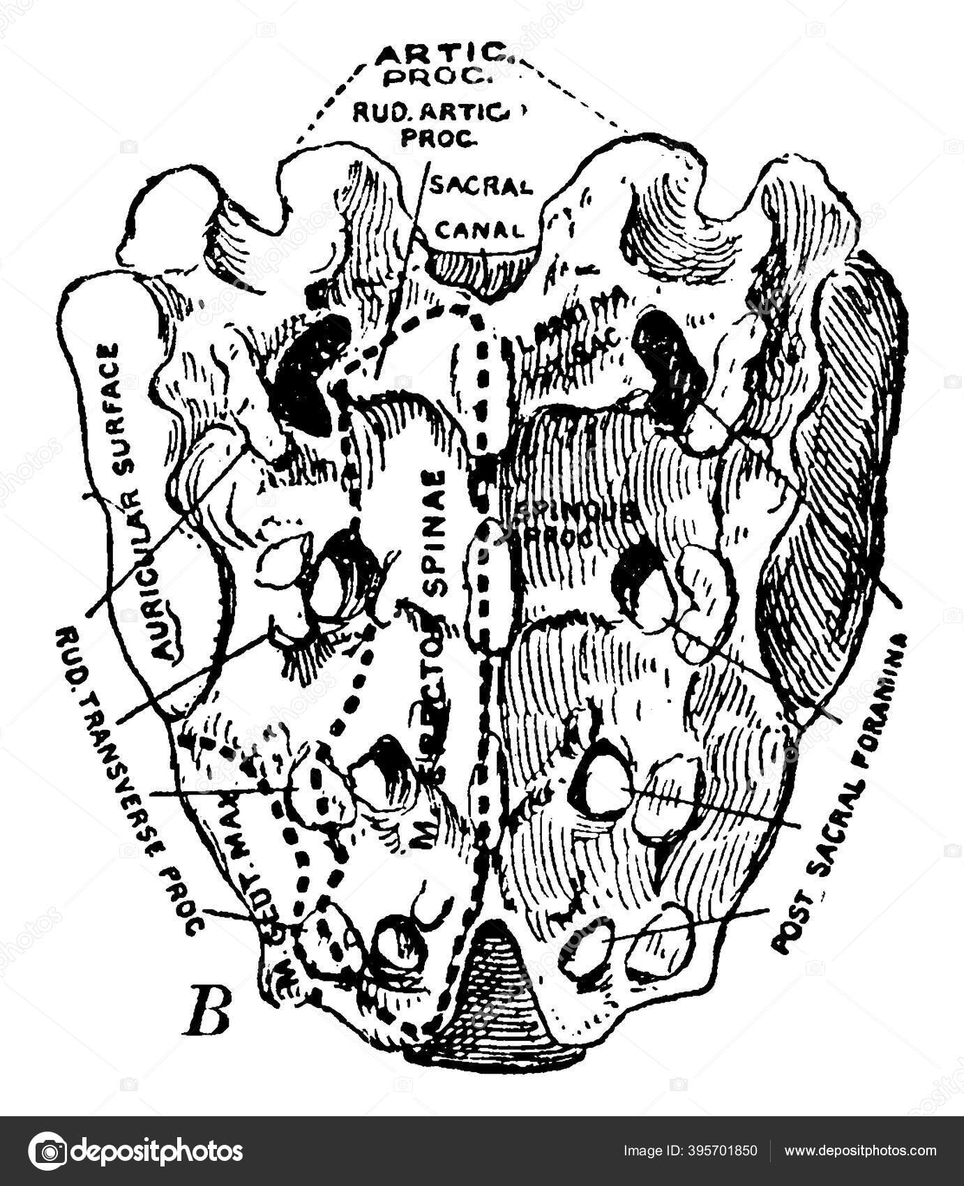 Sacro Humano Hueso Triangular Grande Como Base Columna Vertebral Que ...