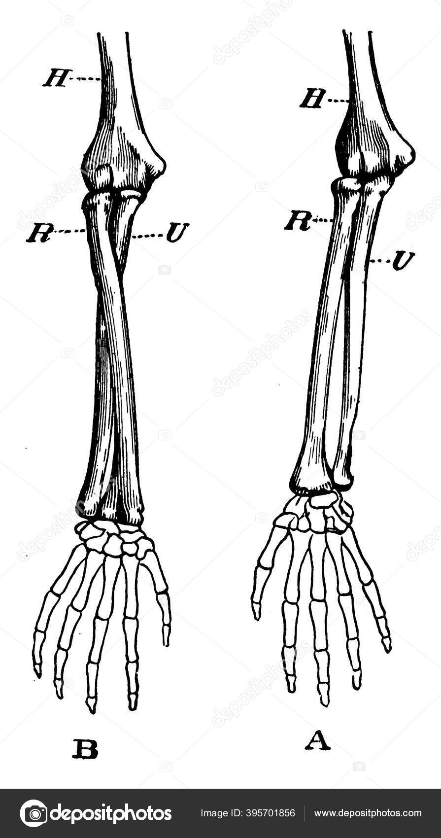 Typical Representation Human Bones Arm Labels Arm Supination Arm ...