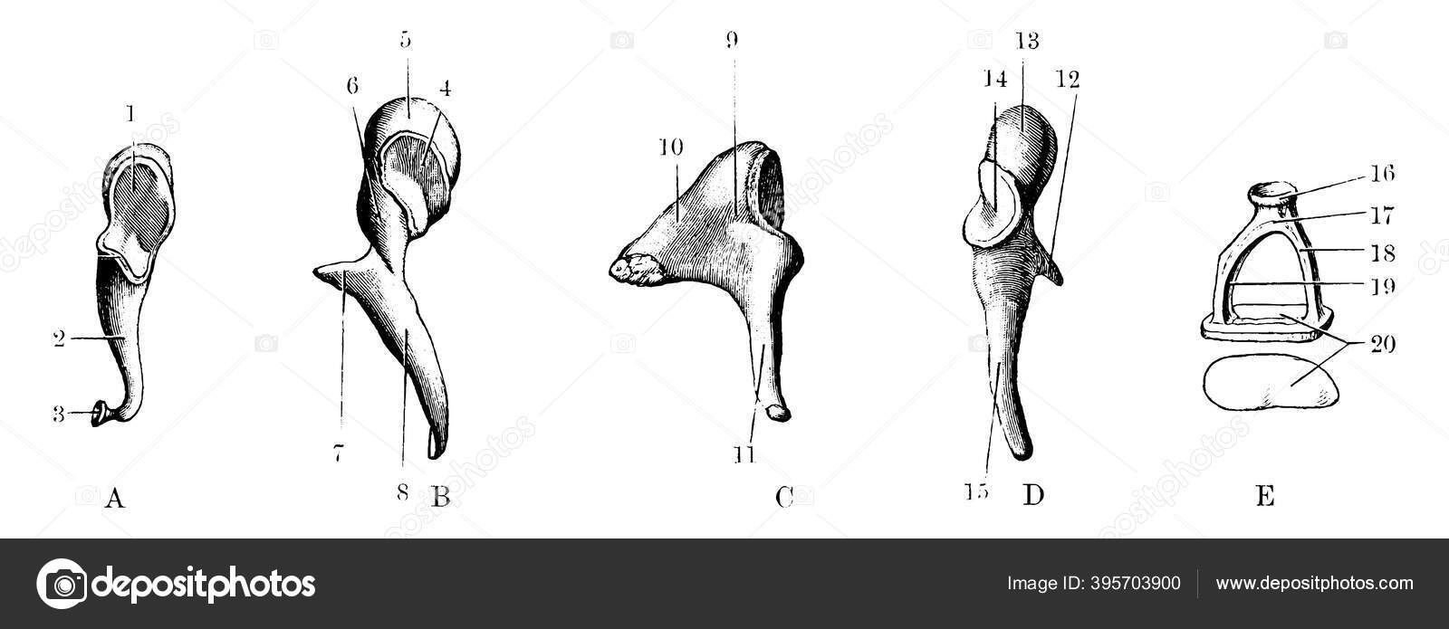 Tympanic Ossicles Left Ear Parts Viewed Different Positions Labeled ...