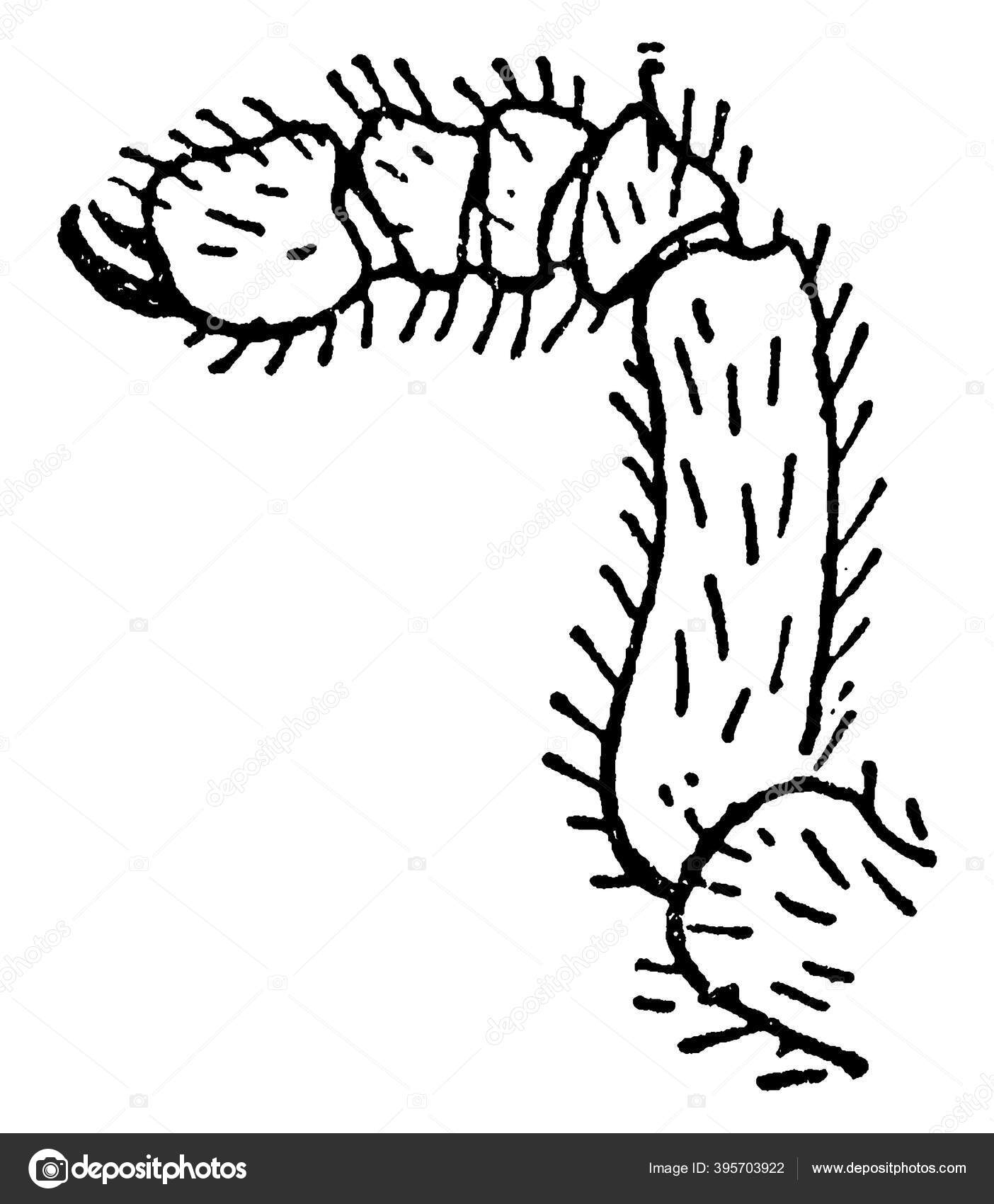 Typical Representation Ventral View Cryptostemma Karschii Species ...