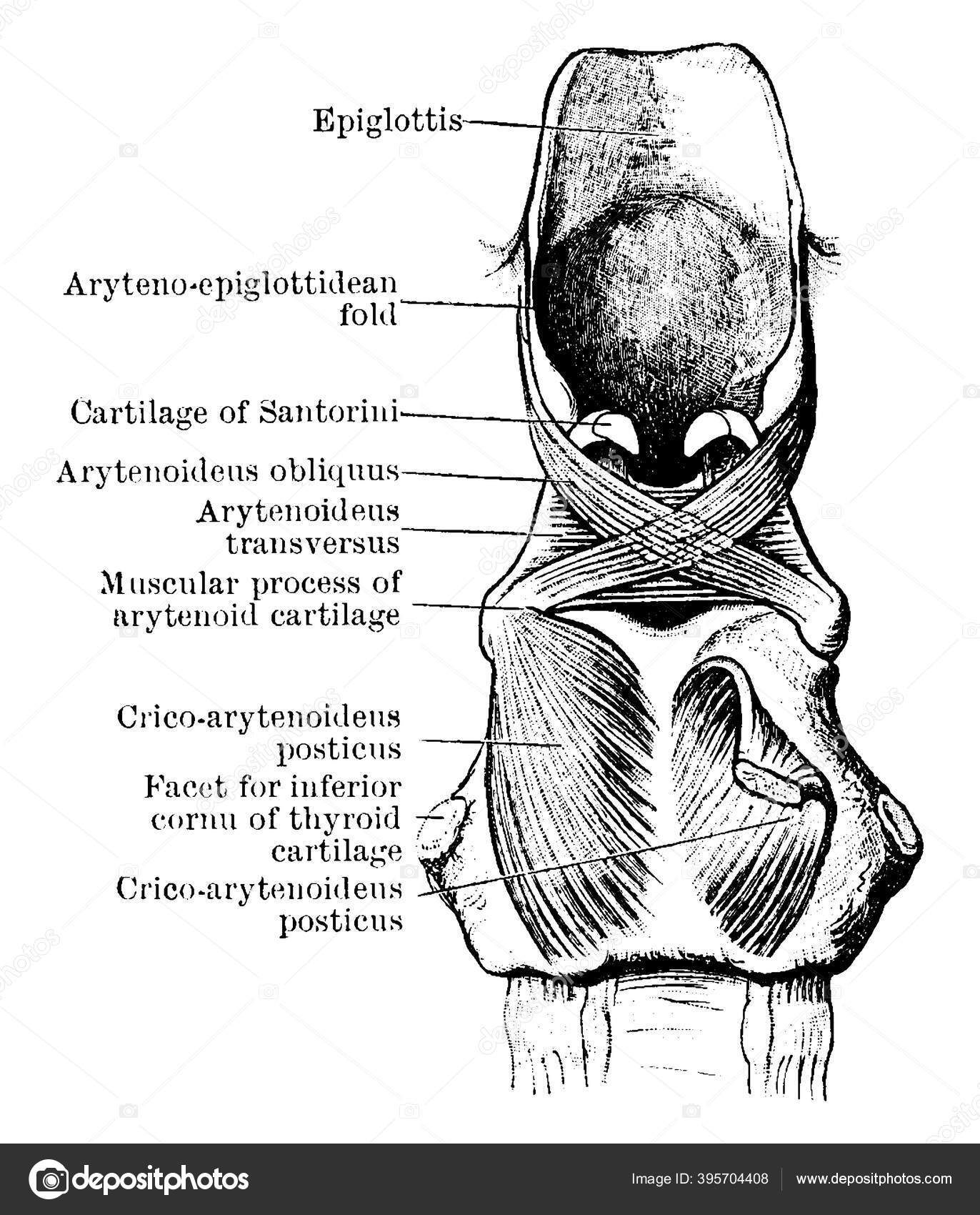 Dissection Muscles Posterior Wall Larynx Figure Labeled Its Respective ...