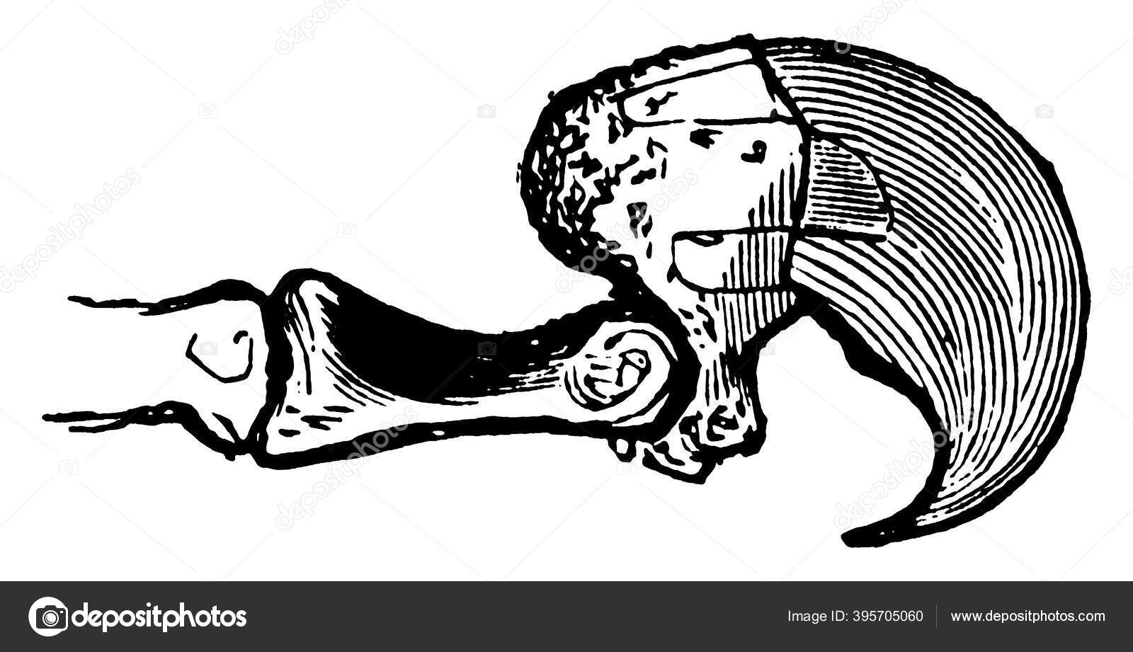 Image Cat Claw Showing Hairs Cat One Nail Shown Here Stock Vector Image ...