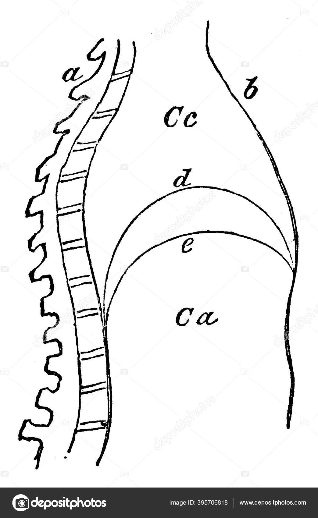 Diagram Human Diaphragm Which See Diaphragm Side View Vintage Line ...