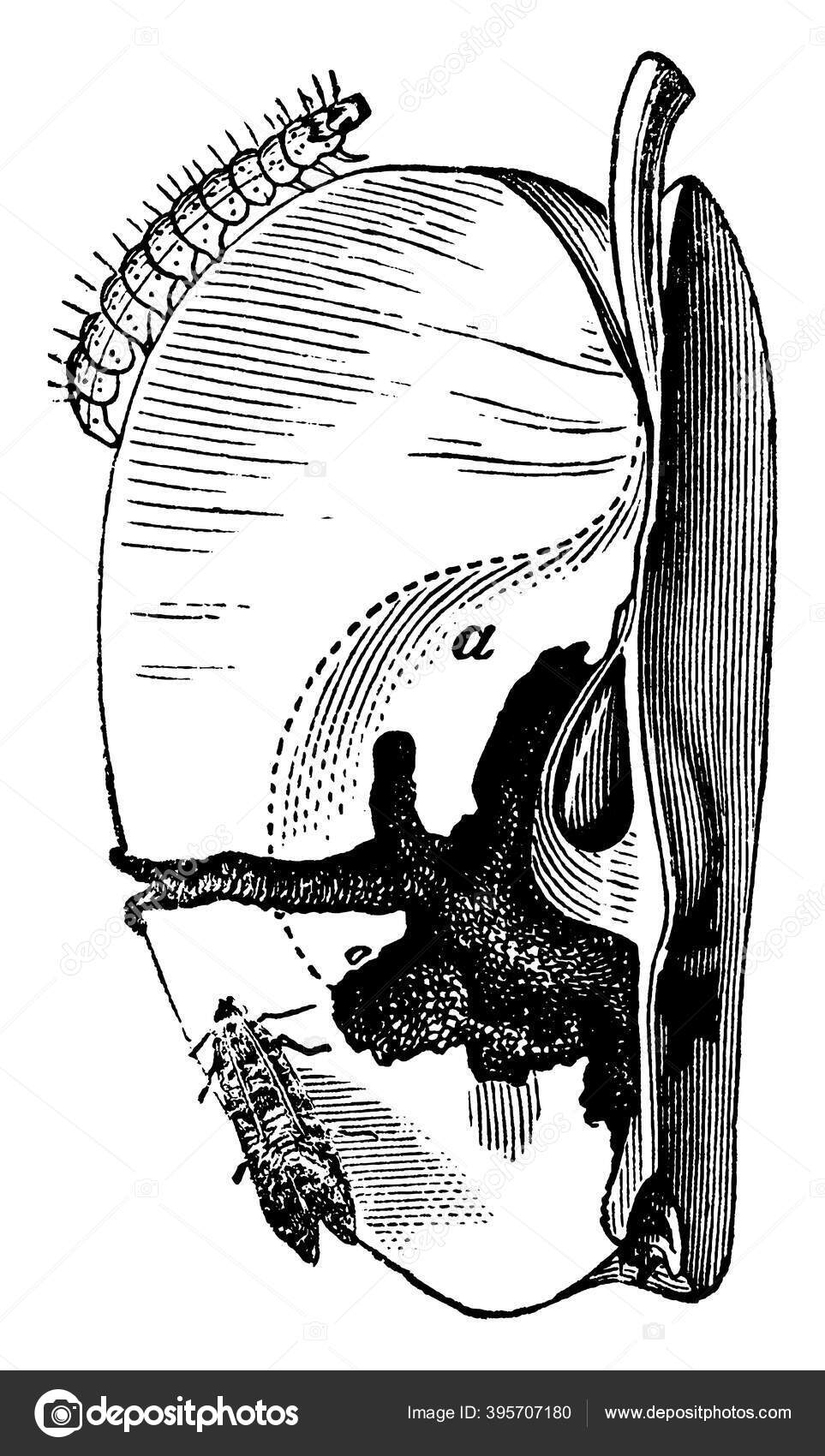 Codling Moth Carpocapsa Pomonella Species Parts Labelled Represents ...