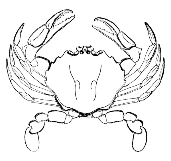12,814,233 Crabs line art Vector Images | Depositphotos