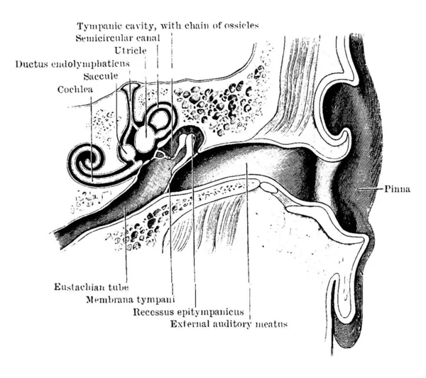 External Auditory Meatus Cat