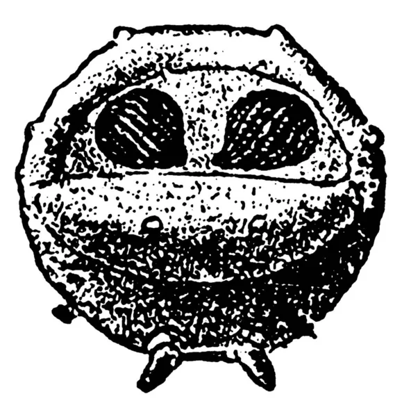 Lucilia Vector Art Stock Images | Depositphotos