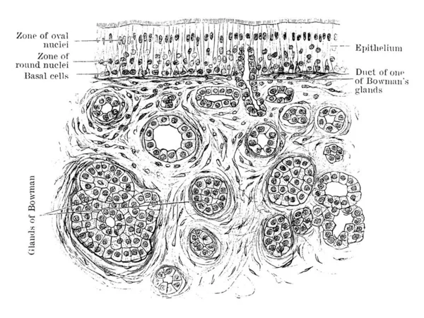 Mucous cells Vector Art Stock Images | Depositphotos