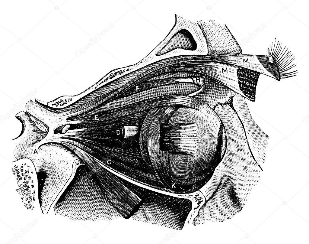 Los músculos del globo ocular, con las partes que muestran, B, recto ...