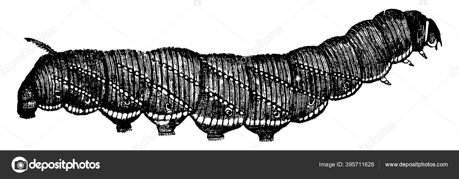 Caterpillar Stage Moth Protoparce Celeus Species Get Its Name Potato ...