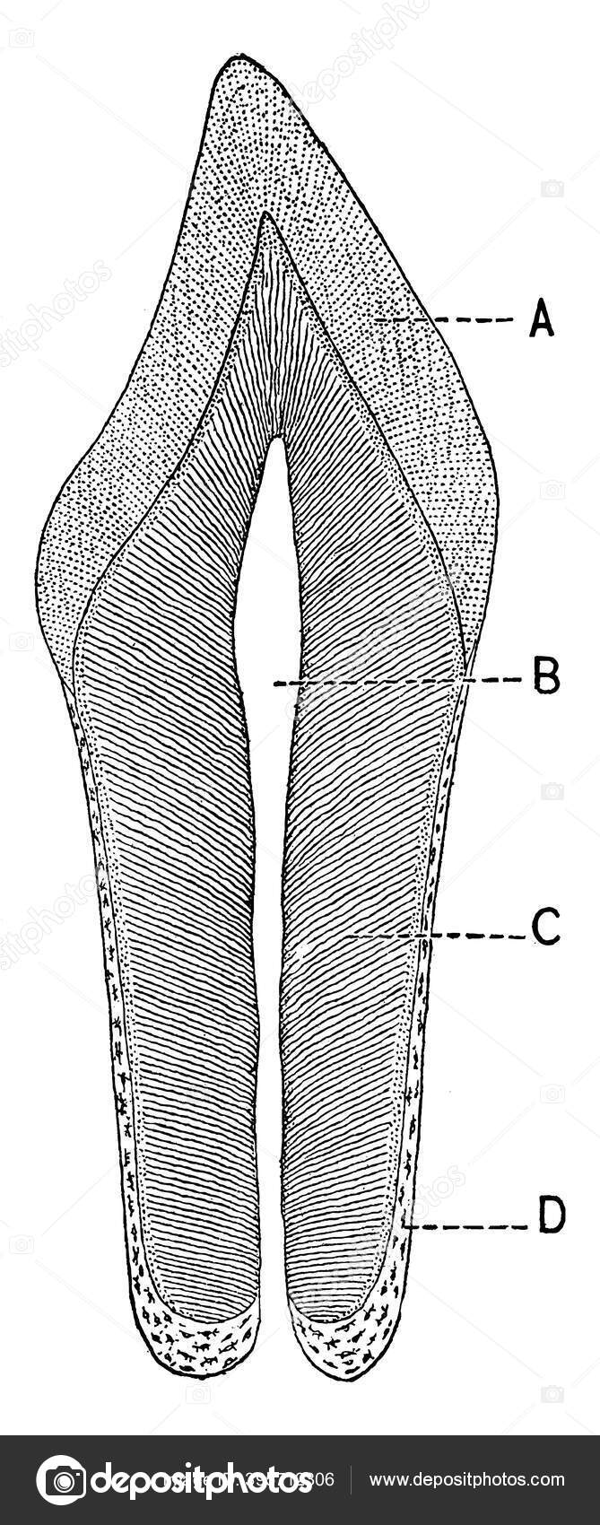 Longitudinal Section Human Tooth Parts Labelled Representing Enamel ...