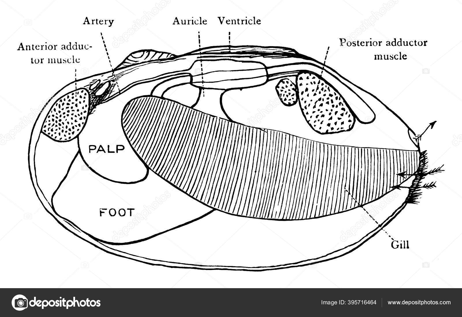 Almeja Molusco Bivalvo Criatura Marina Con Una Cáscara Dos Partes ...