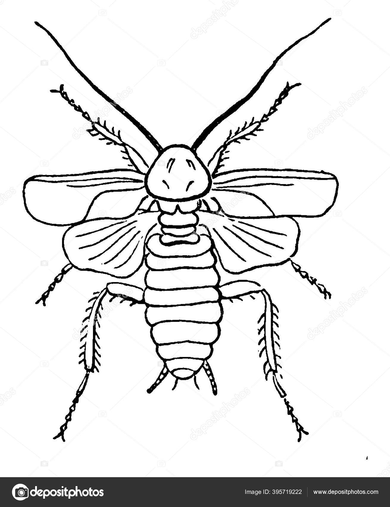 Cockroaches Insects Order Blattodea Which Also Includes Termites ...