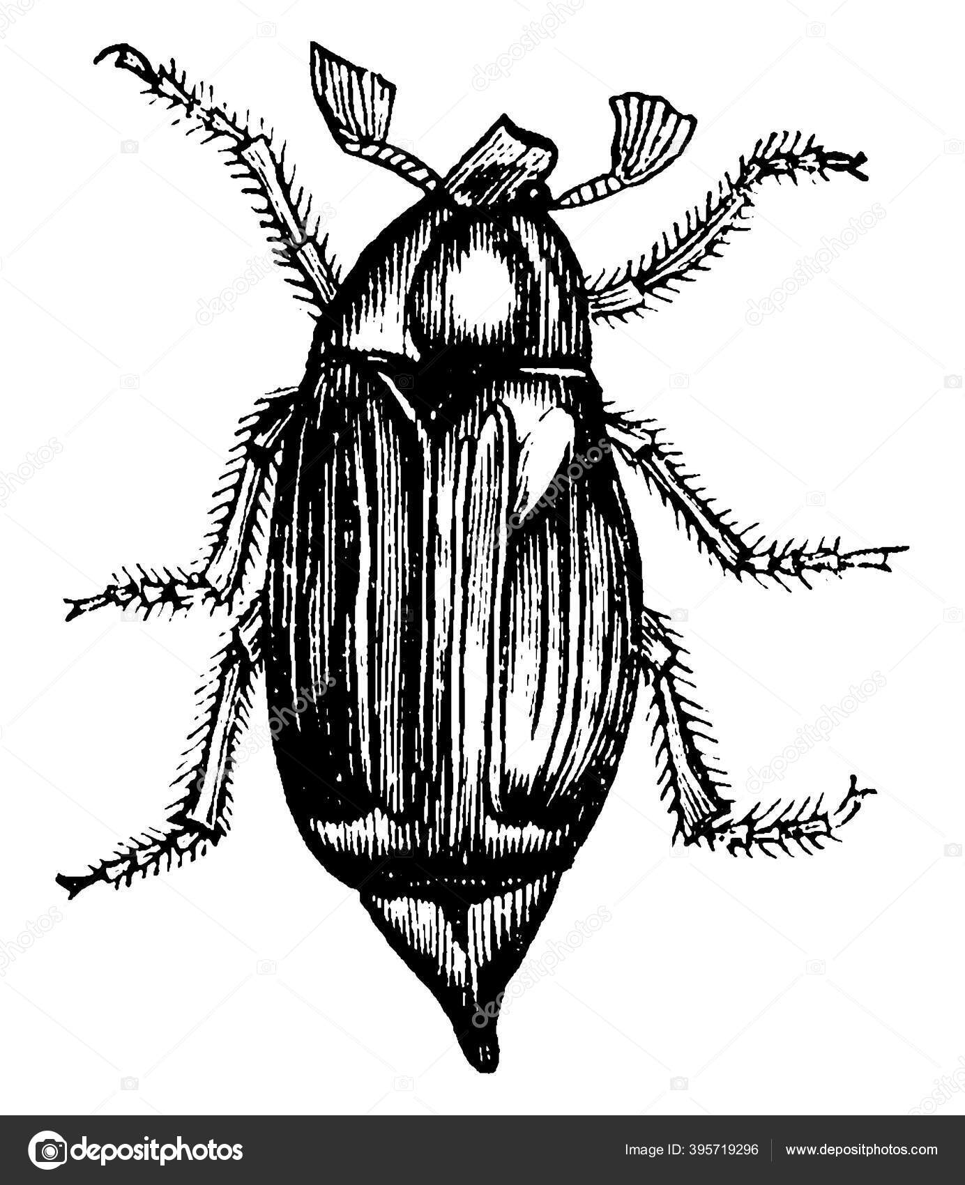 Beetles Group Insects Form Order Coleoptera Superorder Endopterygota ...