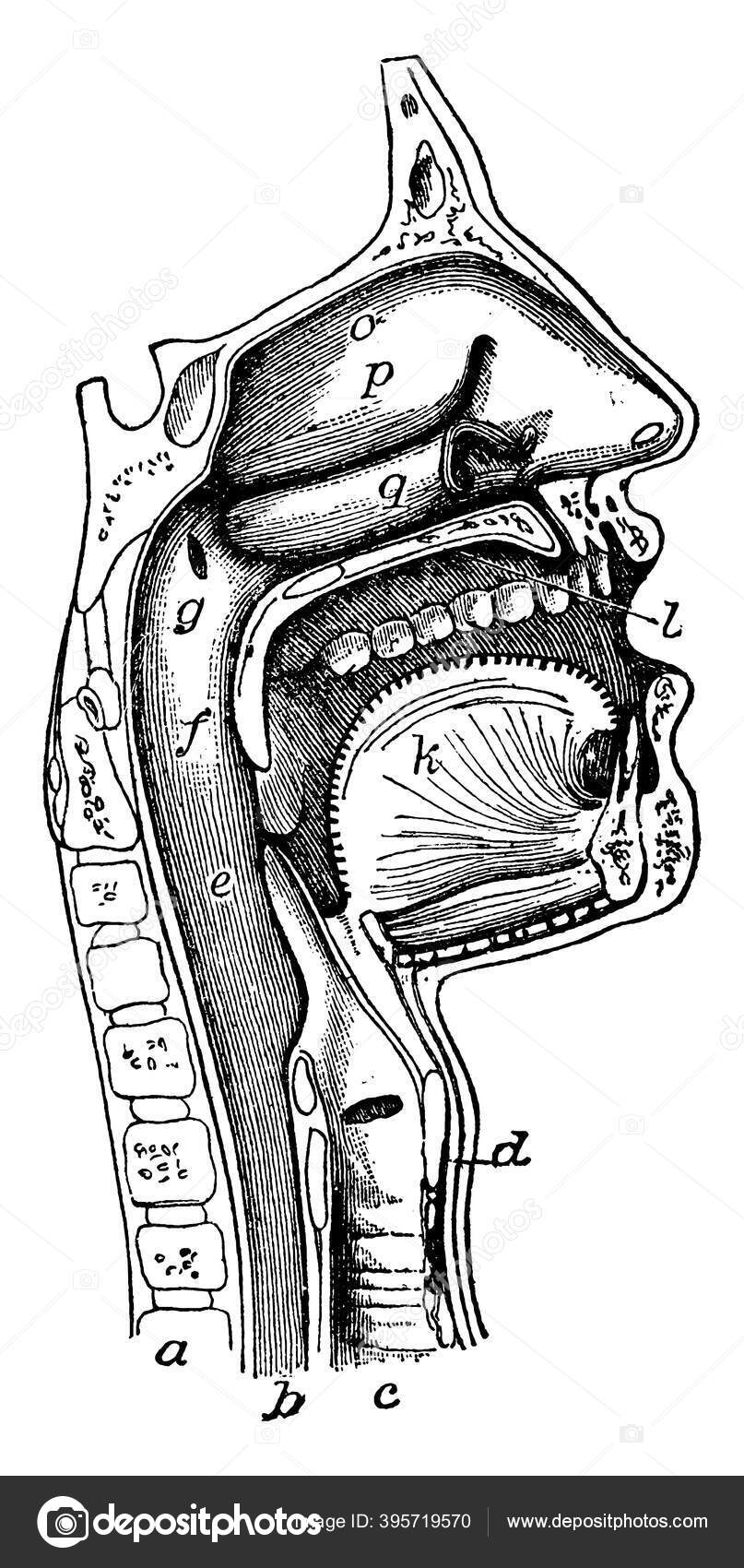 Boca Nariz Faringe Con Inicio Garganta Esófago Laringe Como Expone ...