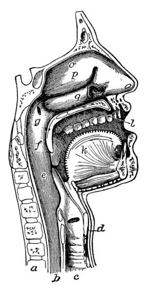 Mouth worms Stock Photos, Royalty Free Mouth worms Images | Depositphotos