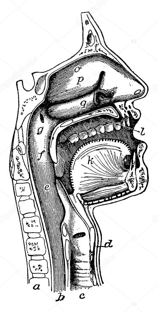 La boca, la nariz y la faringe, con el inicio de la garganta (esófago ...