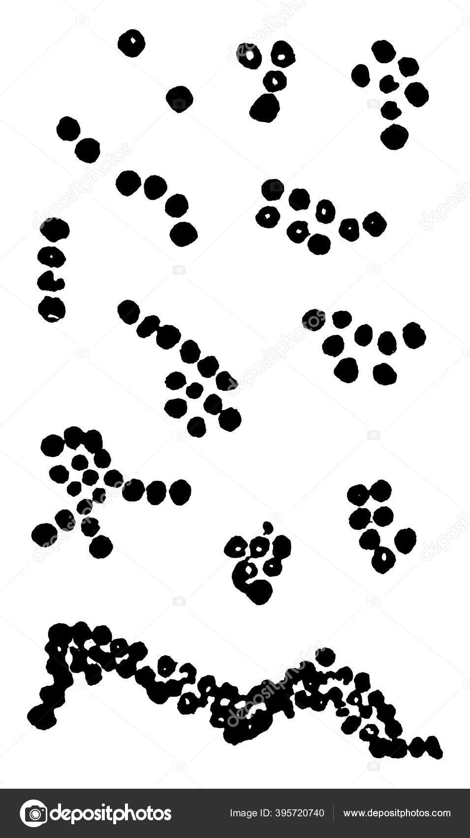 Typical Representation Characteristic Groups Micrococci Micrococcus ...