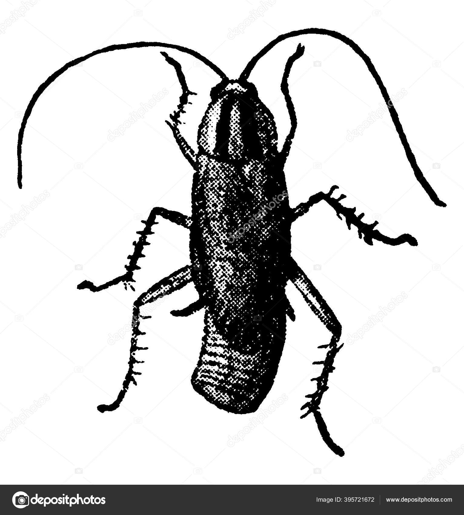 Insecto Crotón Adulto Dibujo Línea Vintage Ilustración Grabado Vector ...