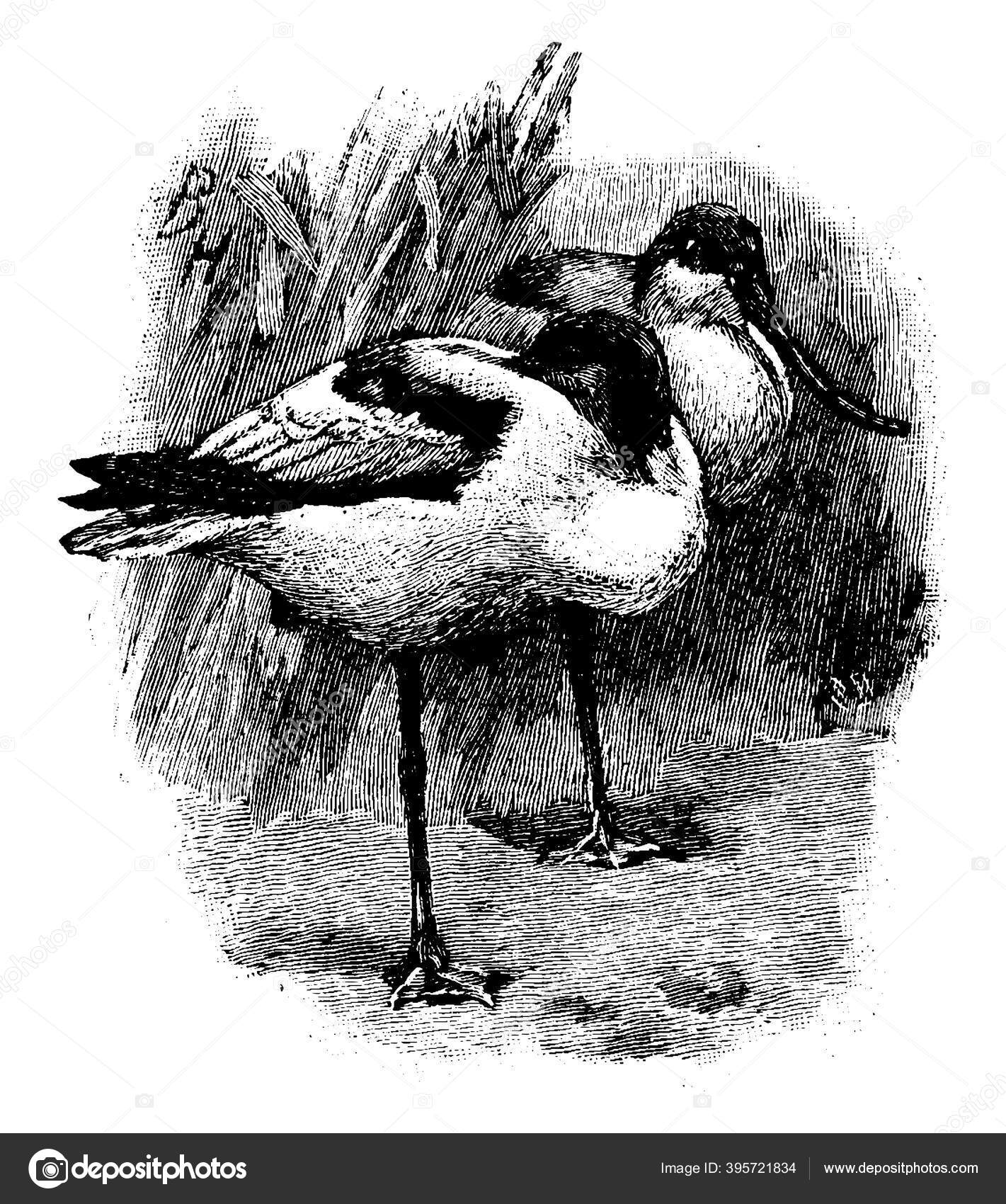 Wader Bird Standing Ground Inches Tall Has Chestnut Color Its Stock ...