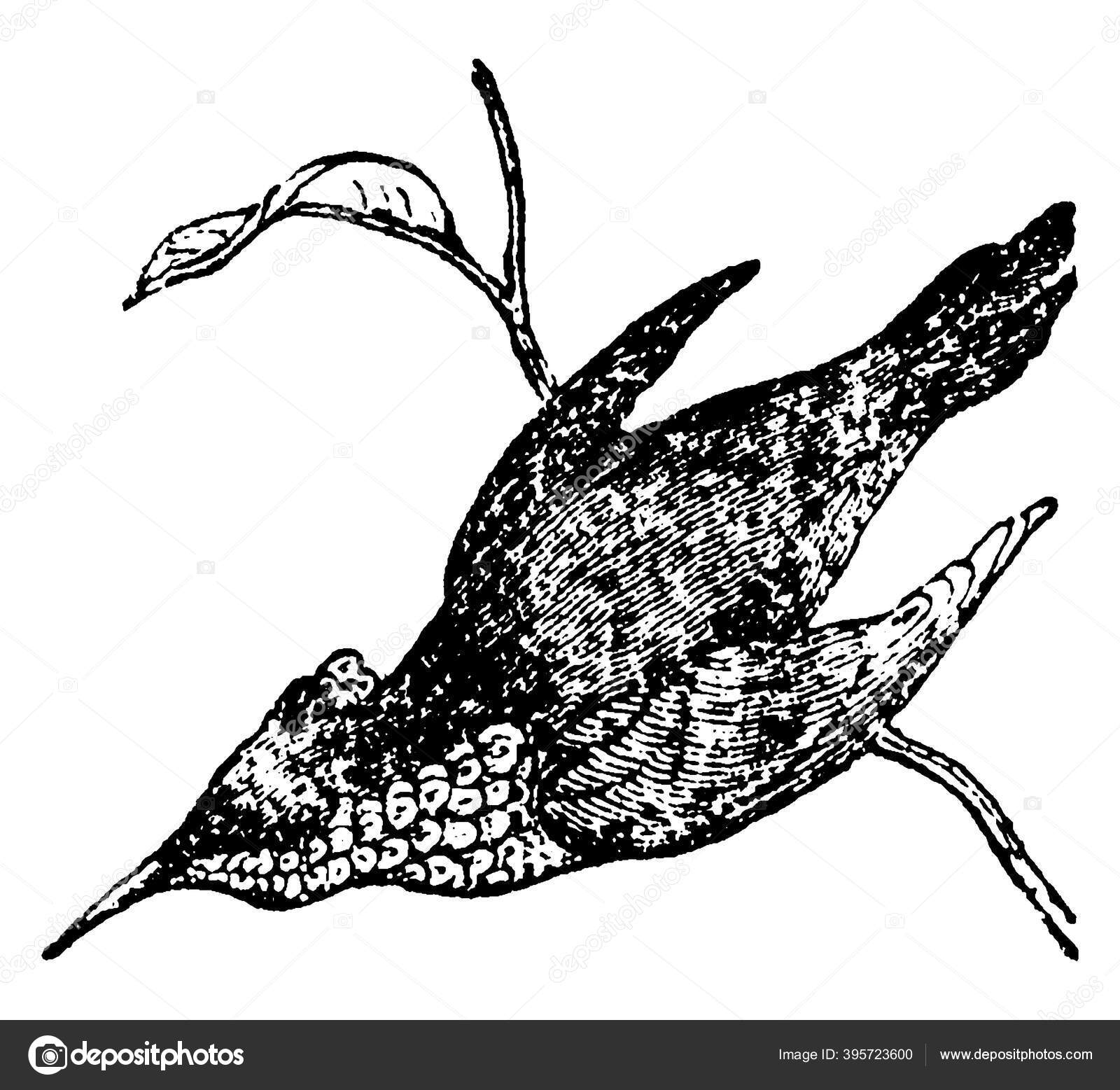 Top View Humming Bird Sitting Small Branch Hummingbird Smallest Bird ...