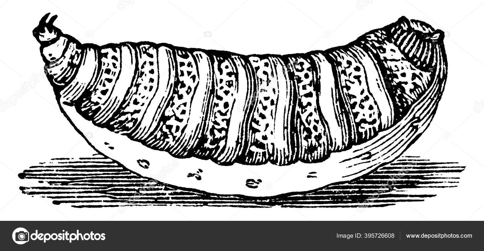 Full Grown Larva Sheep Bot Fly Fly Oestridae Family Bot Stock Vector ...