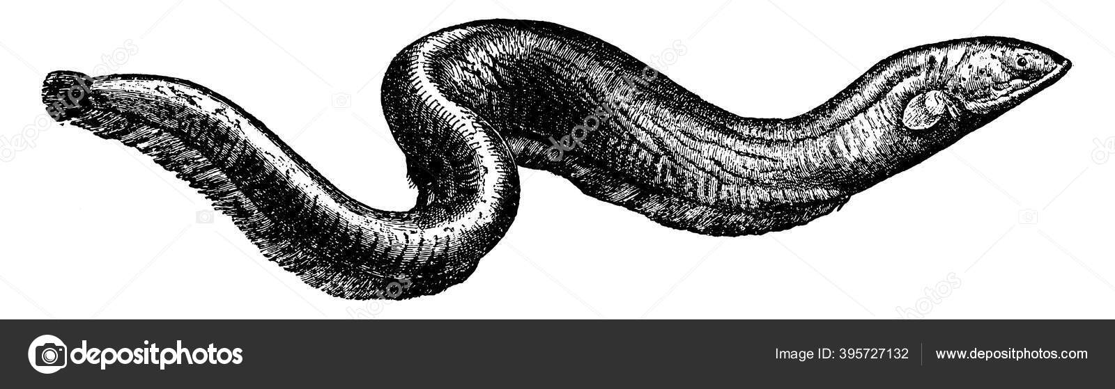 Electric Eel Species Fish Capable Generating Powerful Electric Shocks ...