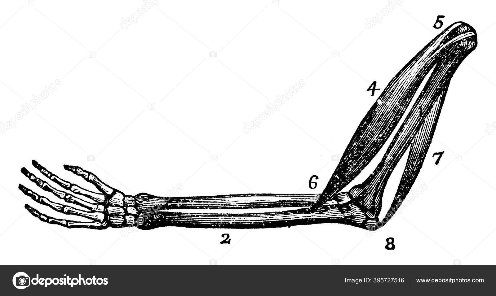 Muscles Arm Shown Include Flexor Extensors Muscles Move Wrist Bend ...