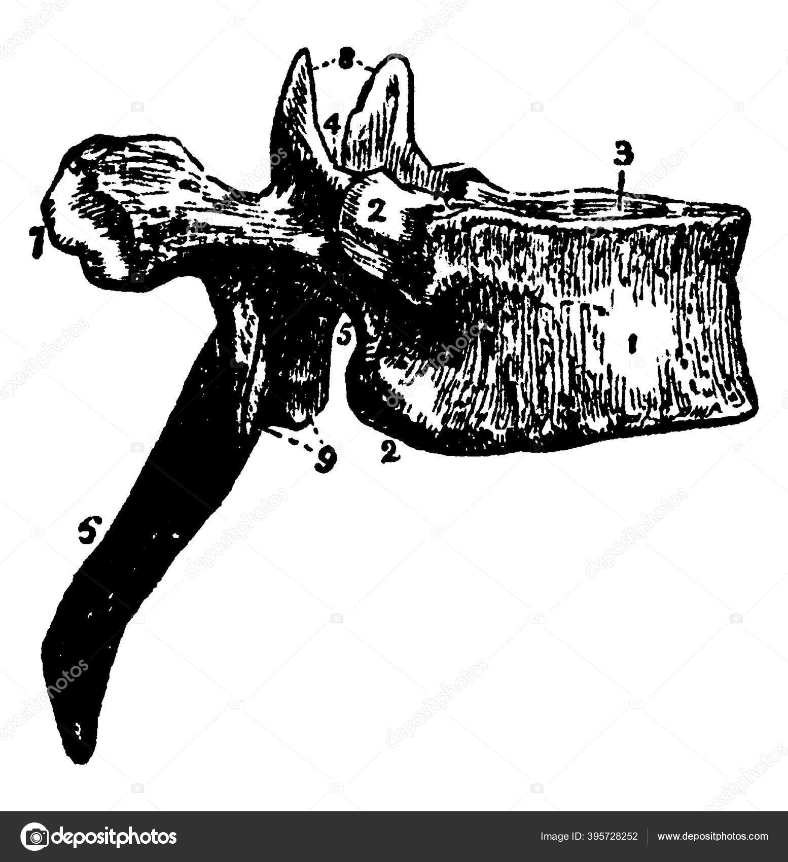 Figure One Vertebra Vertebrae Interlock Each Other Form Spinal Column ...