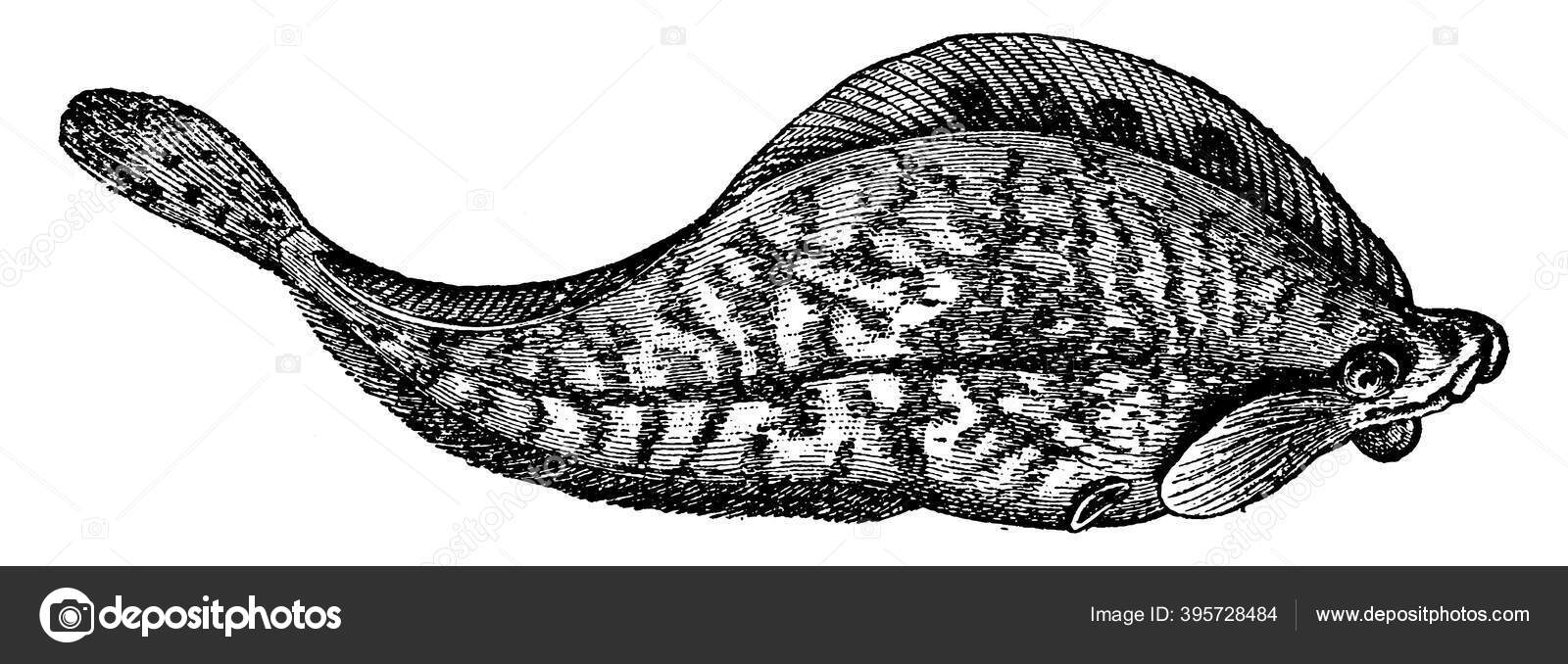 Flounder Flatfish Live Ocean Waters Vintage Line Drawing Engraving ...