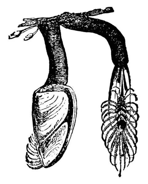 Drawing barnacle Vector Art Stock Images | Depositphotos