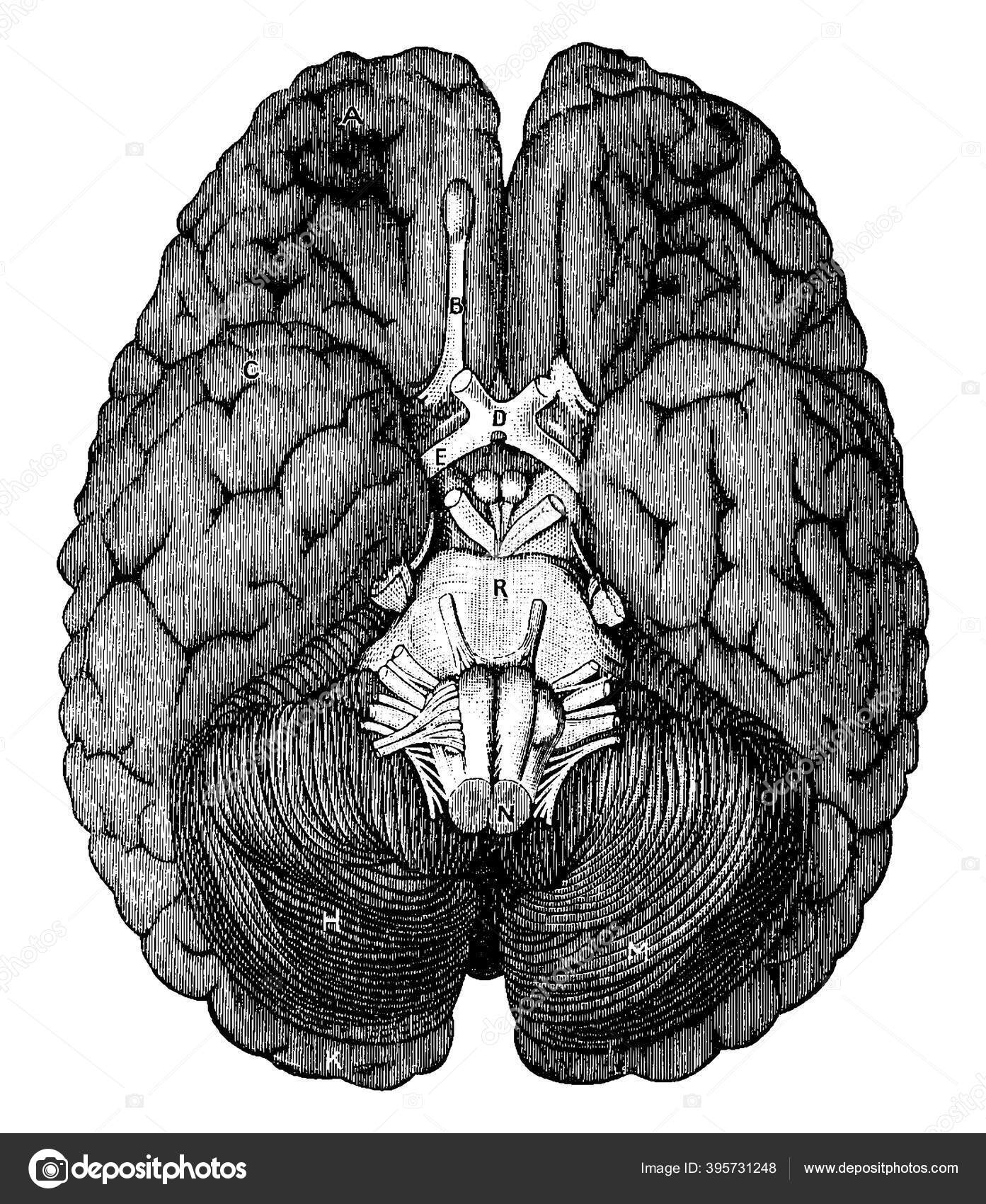 Base Brain Parts Anterior Lobe Cerebellum Olfactory Nerve Portion ...